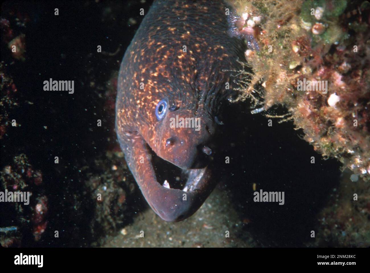 Moray eels muraenidae in hi-res stock photography and images - Alamy