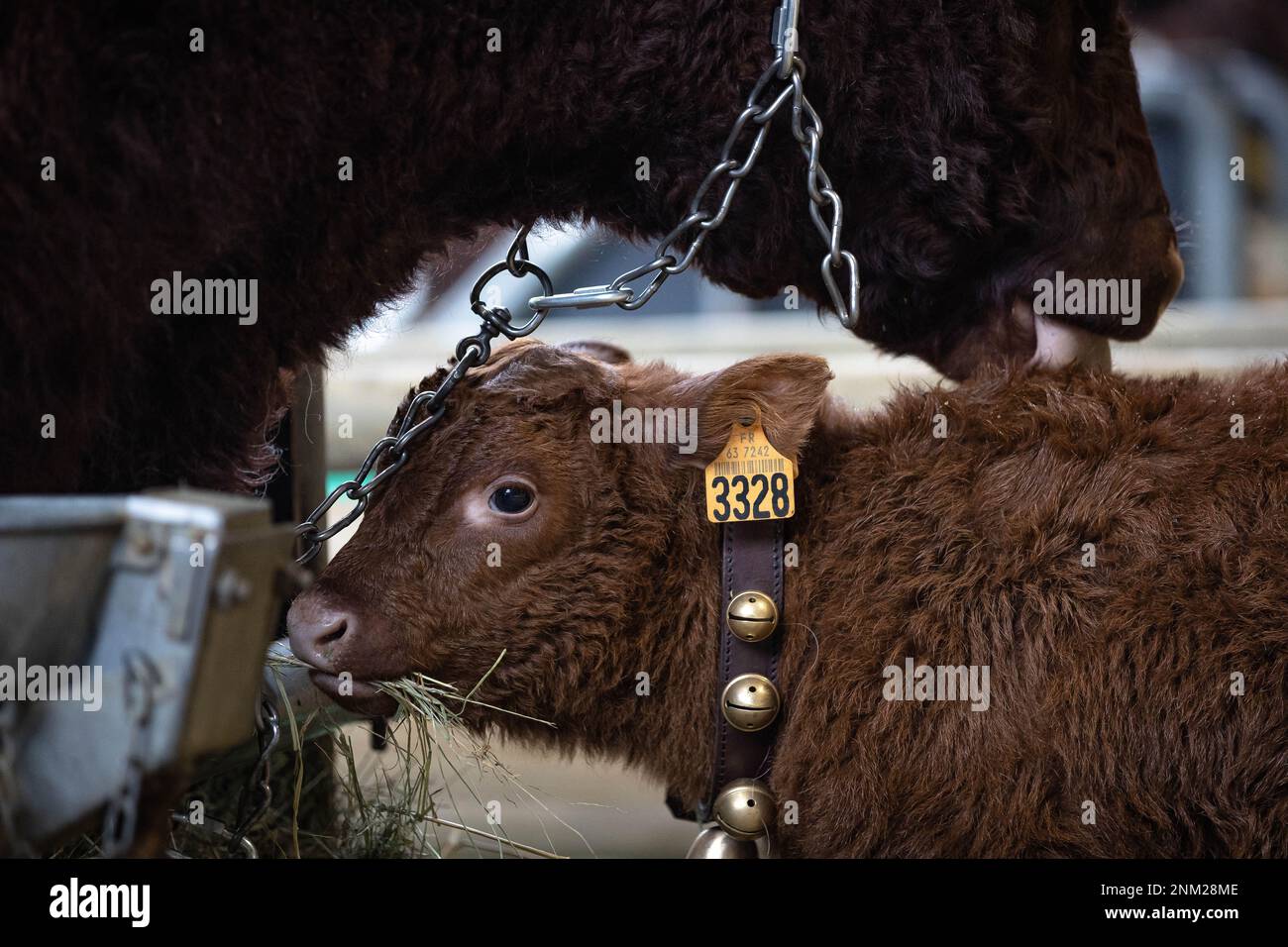 Paris, France. 24th Feb, 2023. Cows are seen before the opening of the ...