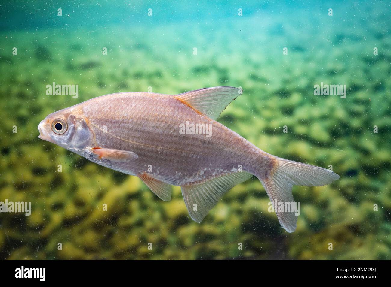 silver bream swimming along Stock Photo - Alamy