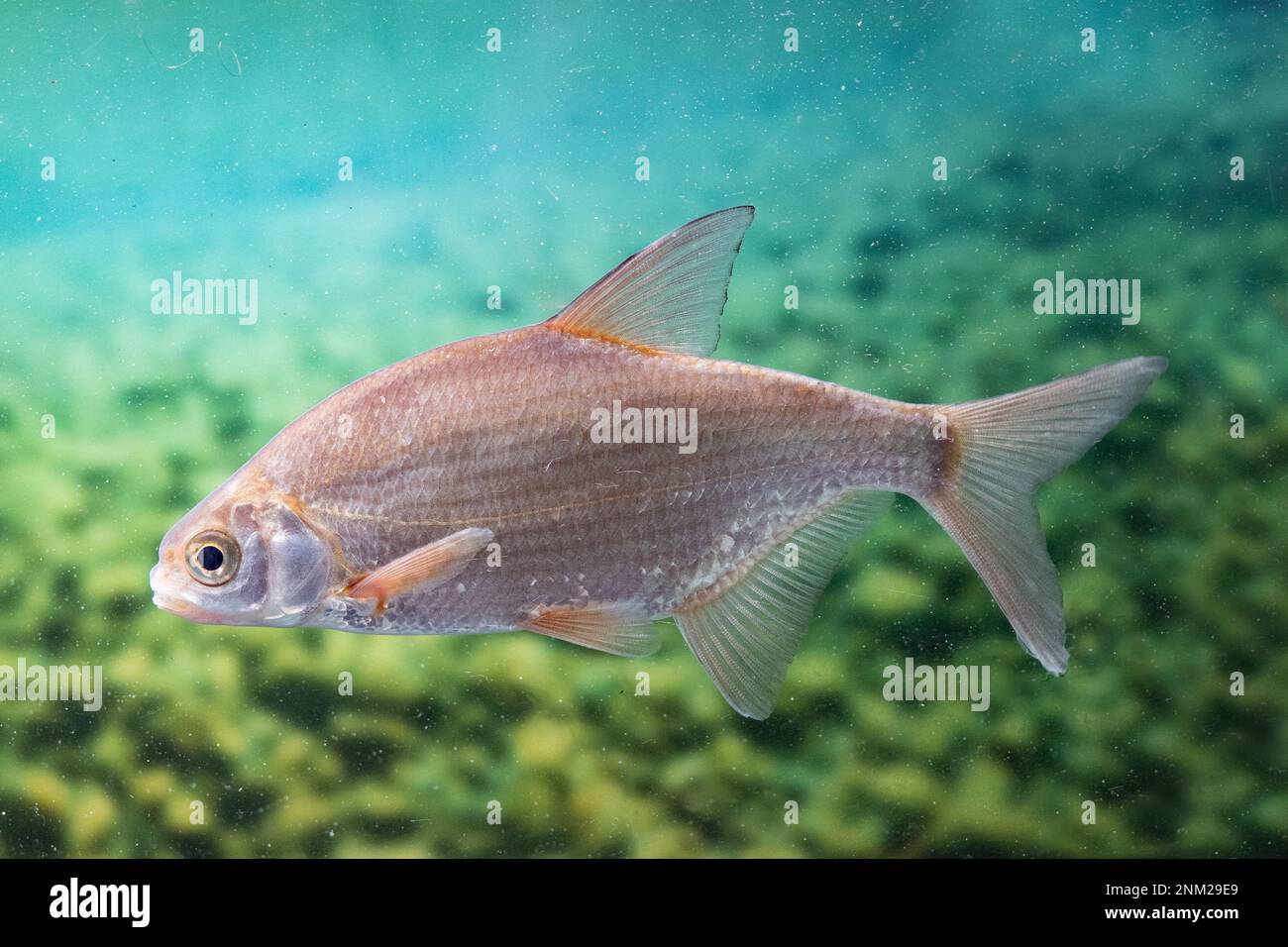 silver bream swimming along Stock Photo - Alamy