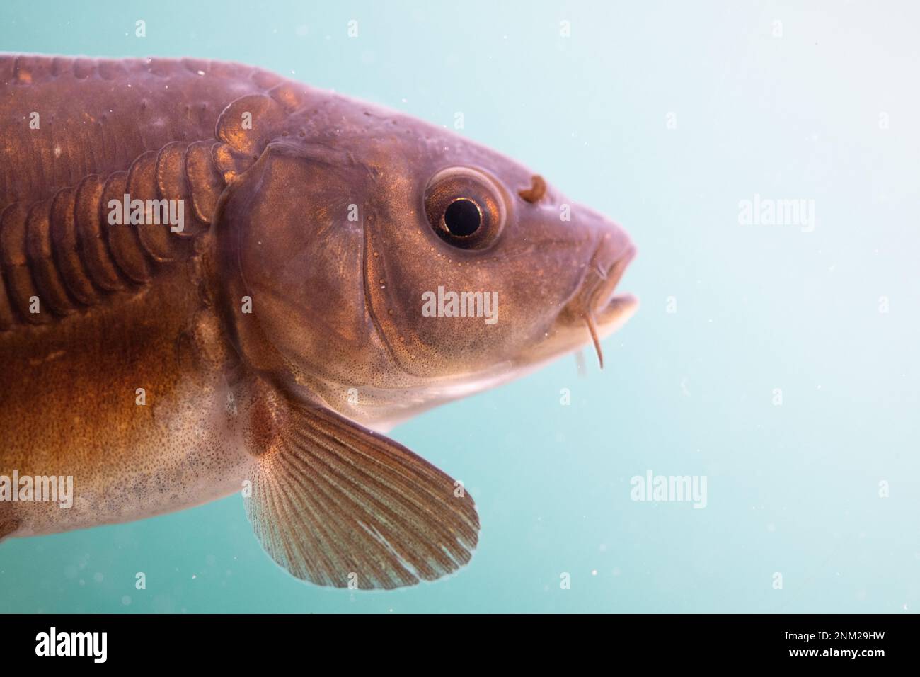 mirror carp close up shots Stock Photo - Alamy