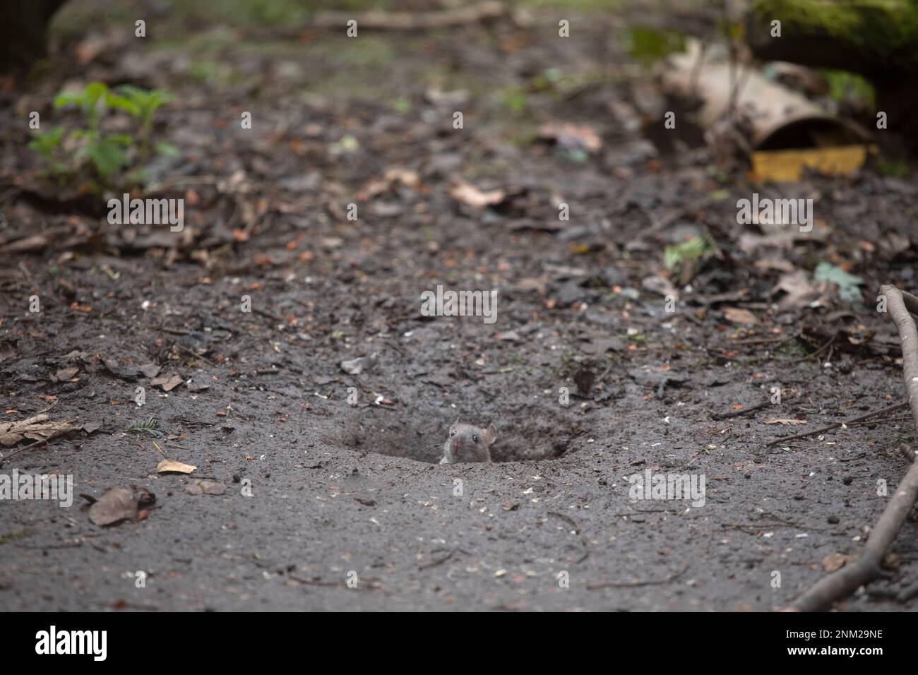 Rat kit hi-res stock photography and images - Alamy