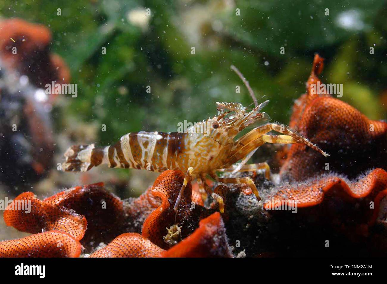 Invasive watersipora subtorquata hi-res stock photography and images ...