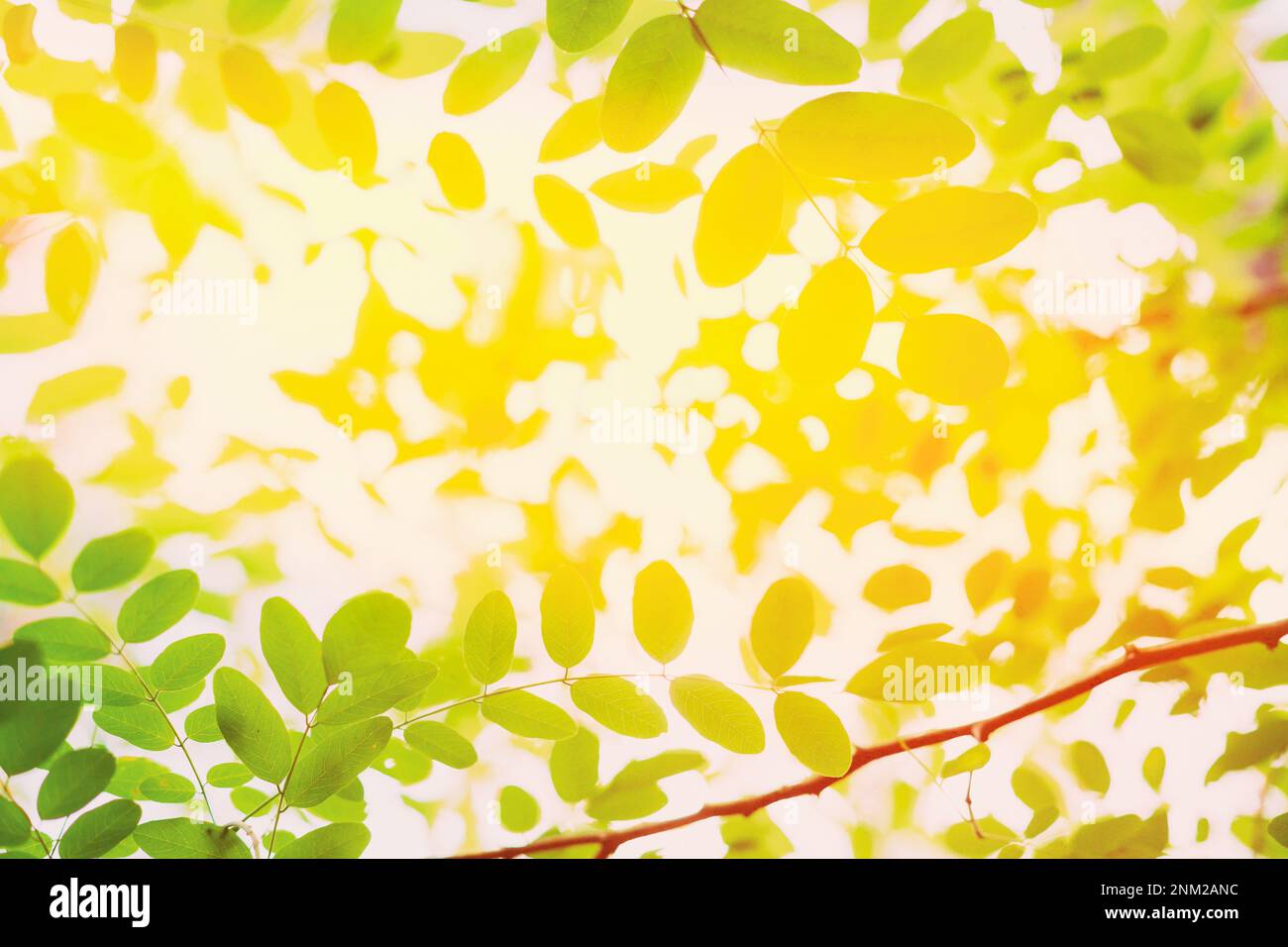Amazing Sunbeams Above Green Leaves Foliage Of Robinia Pseudoacacia In ...