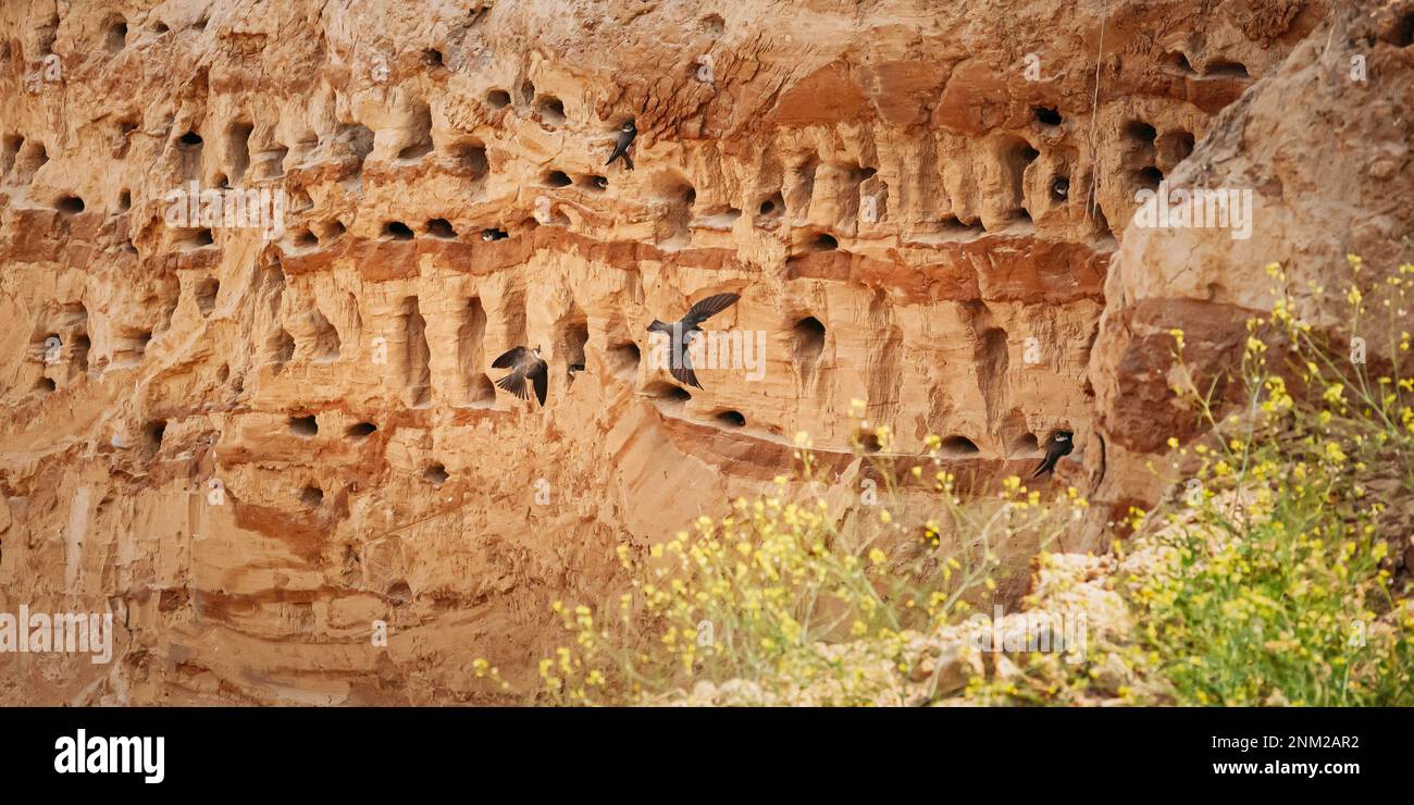 European Sand Martin Active Breeding Colony Near Burrows In Sand River ...