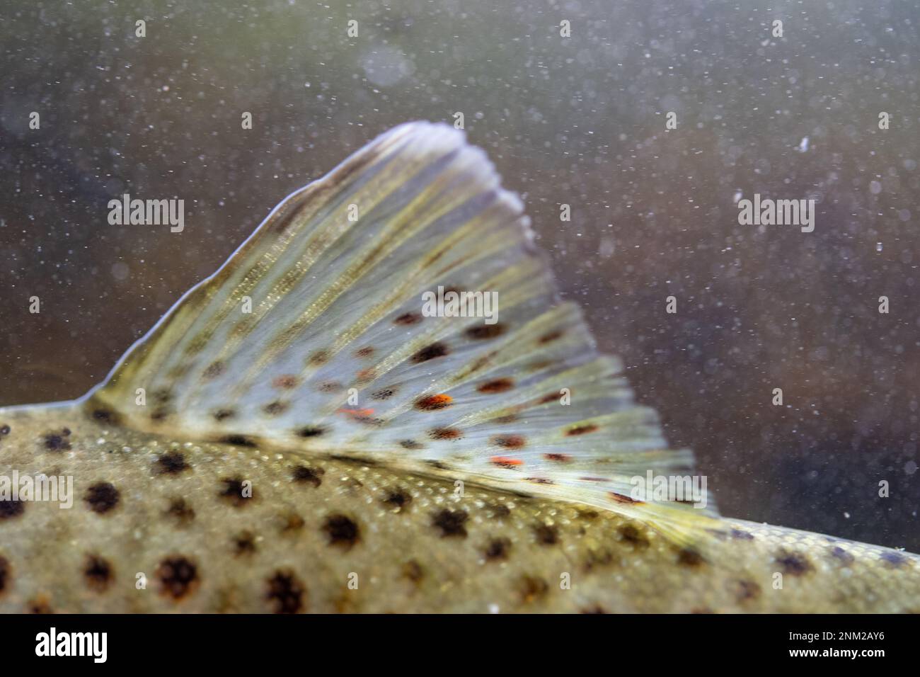 brown trout adult close up shots Stock Photo - Alamy