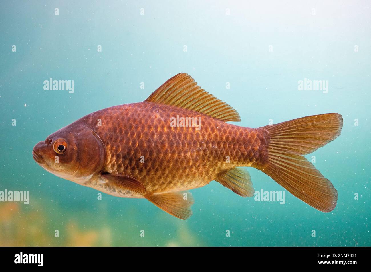 Brown goldfish hi-res stock photography and images - Alamy