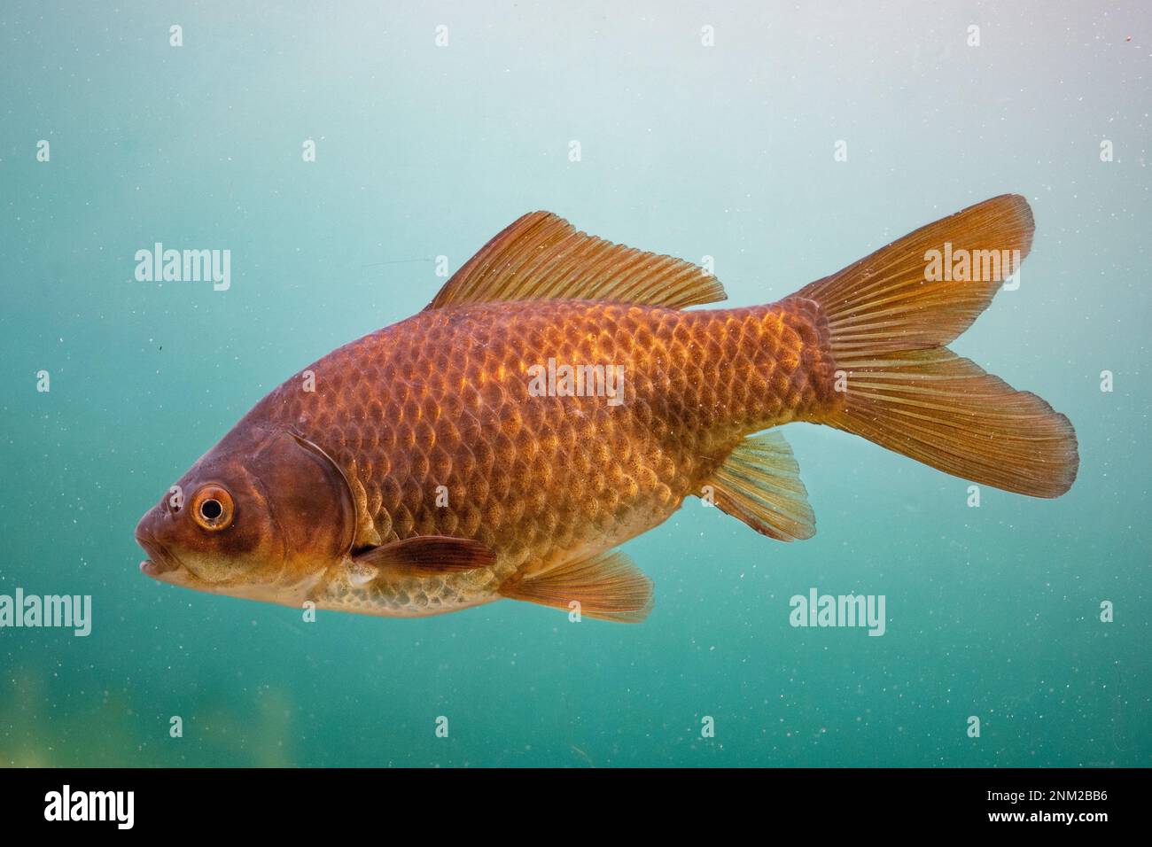 Brown goldfish hi-res stock photography and images - Alamy