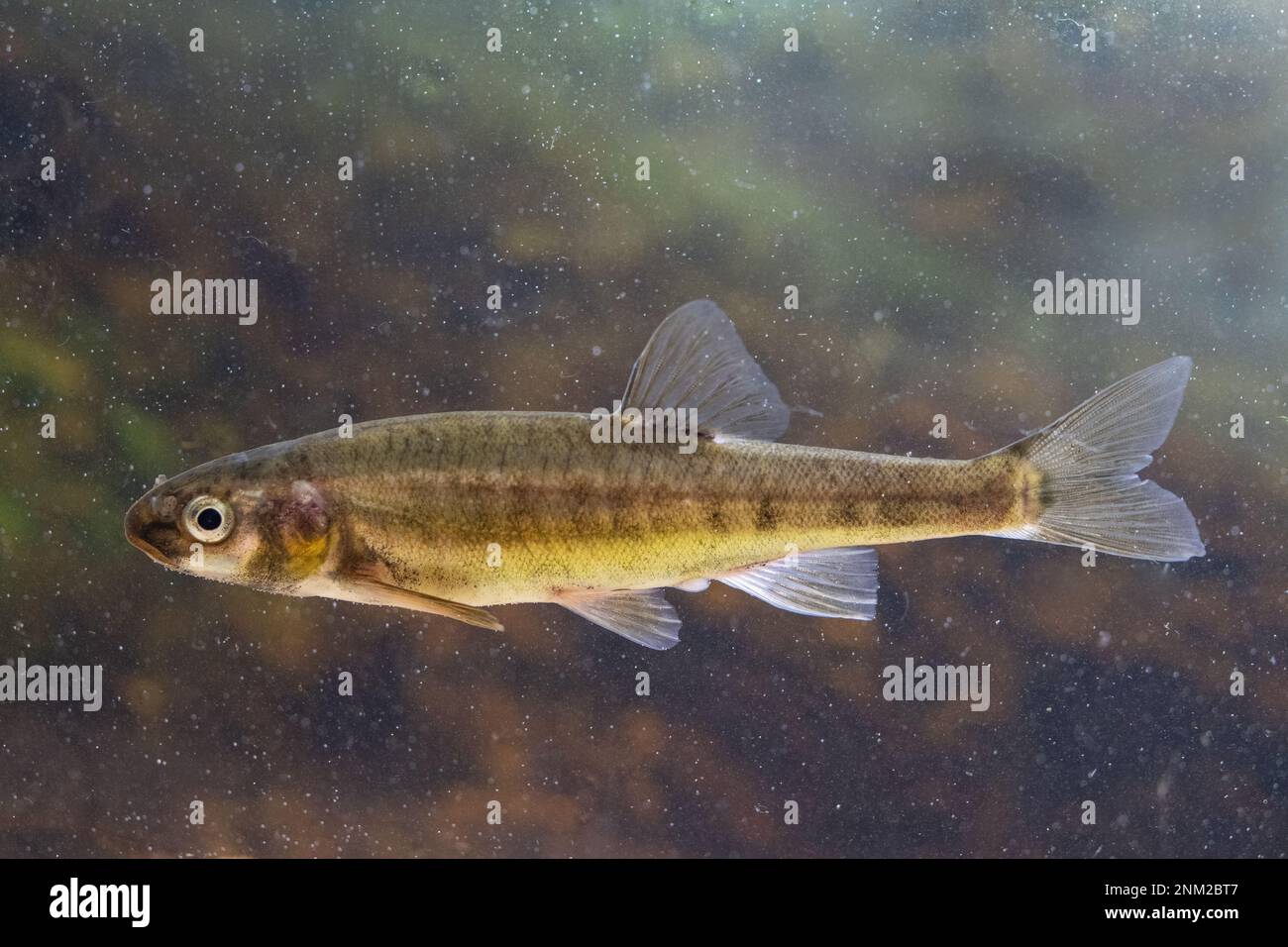 Minnow uk hi-res stock photography and images - Alamy