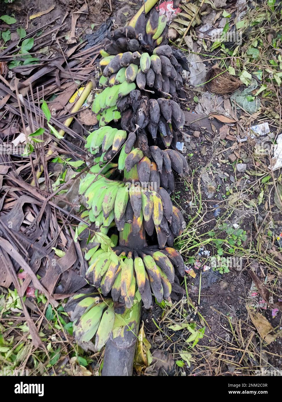 Banana fruit that falls from the tree and rots naturally Stock Photo ...