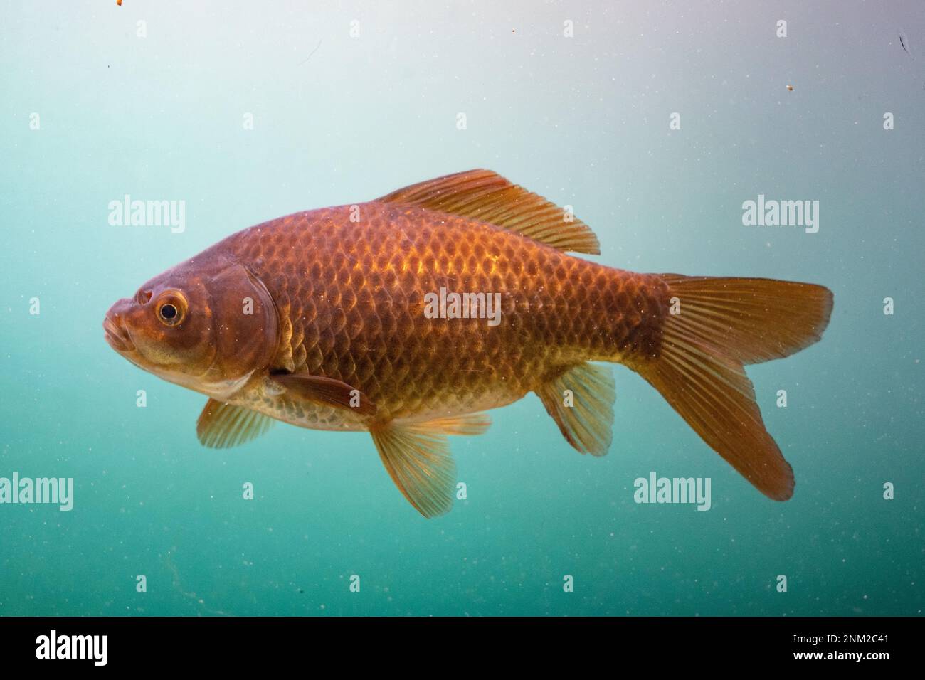 Brown goldfish hi-res stock photography and images - Alamy