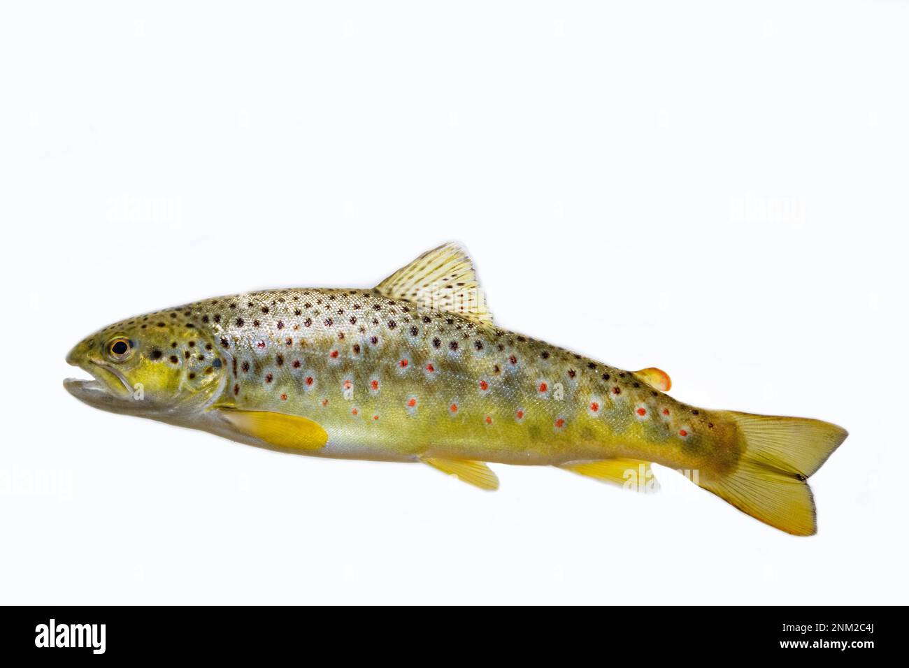 brown trout adult close up shots Stock Photo - Alamy