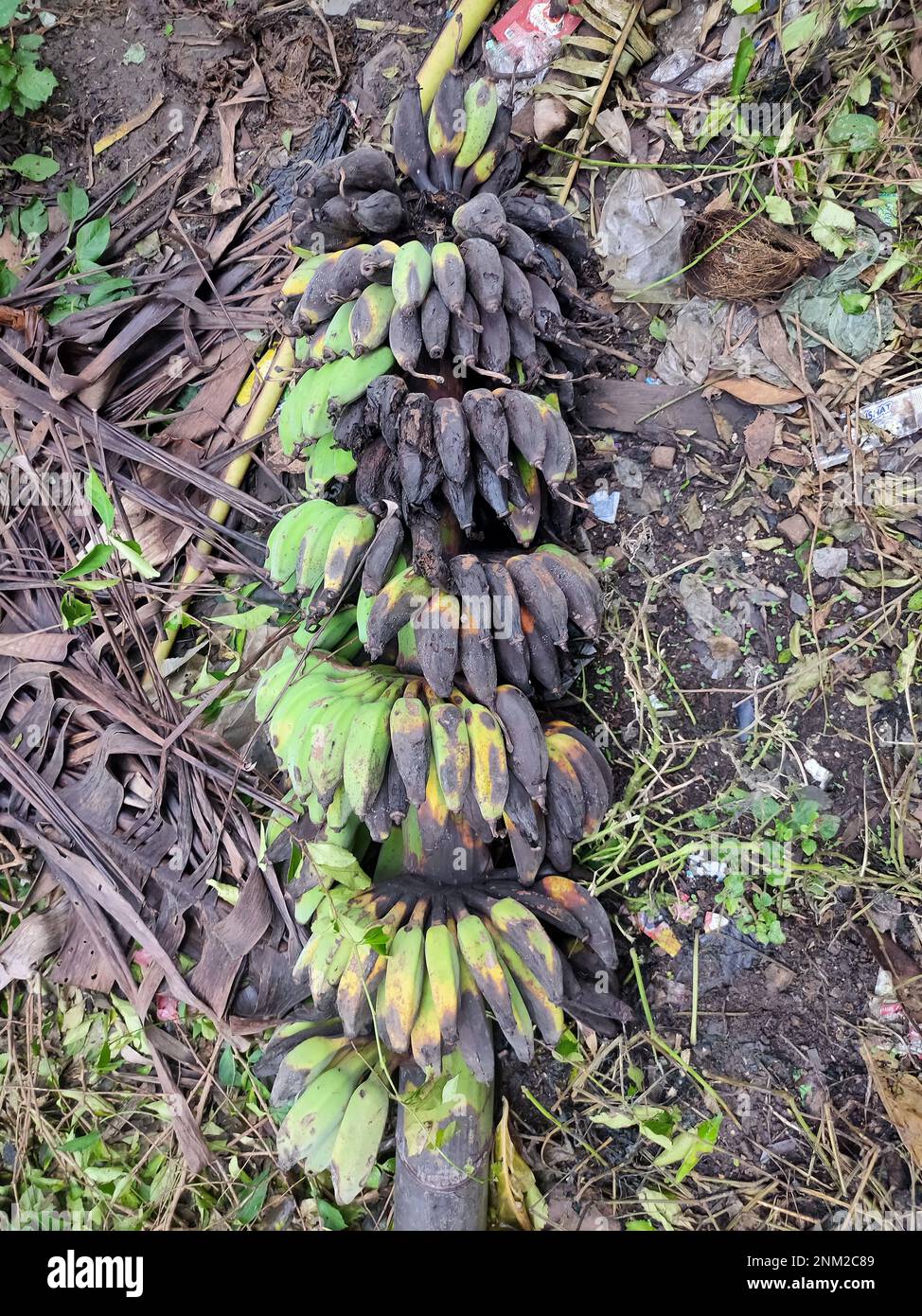 Banana fruit that falls from the tree and rots naturally Stock Photo ...