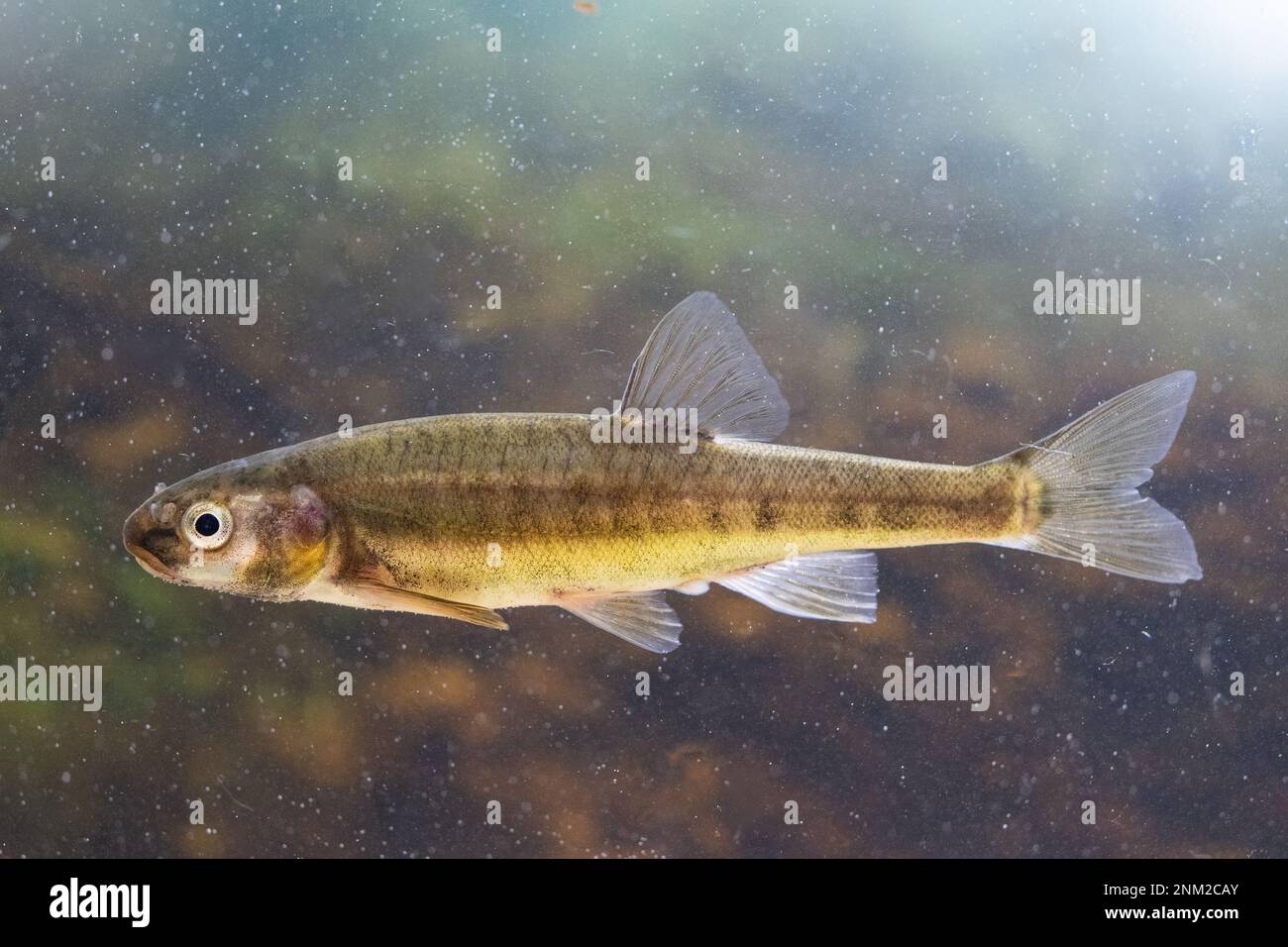 Minnow uk hi-res stock photography and images - Alamy