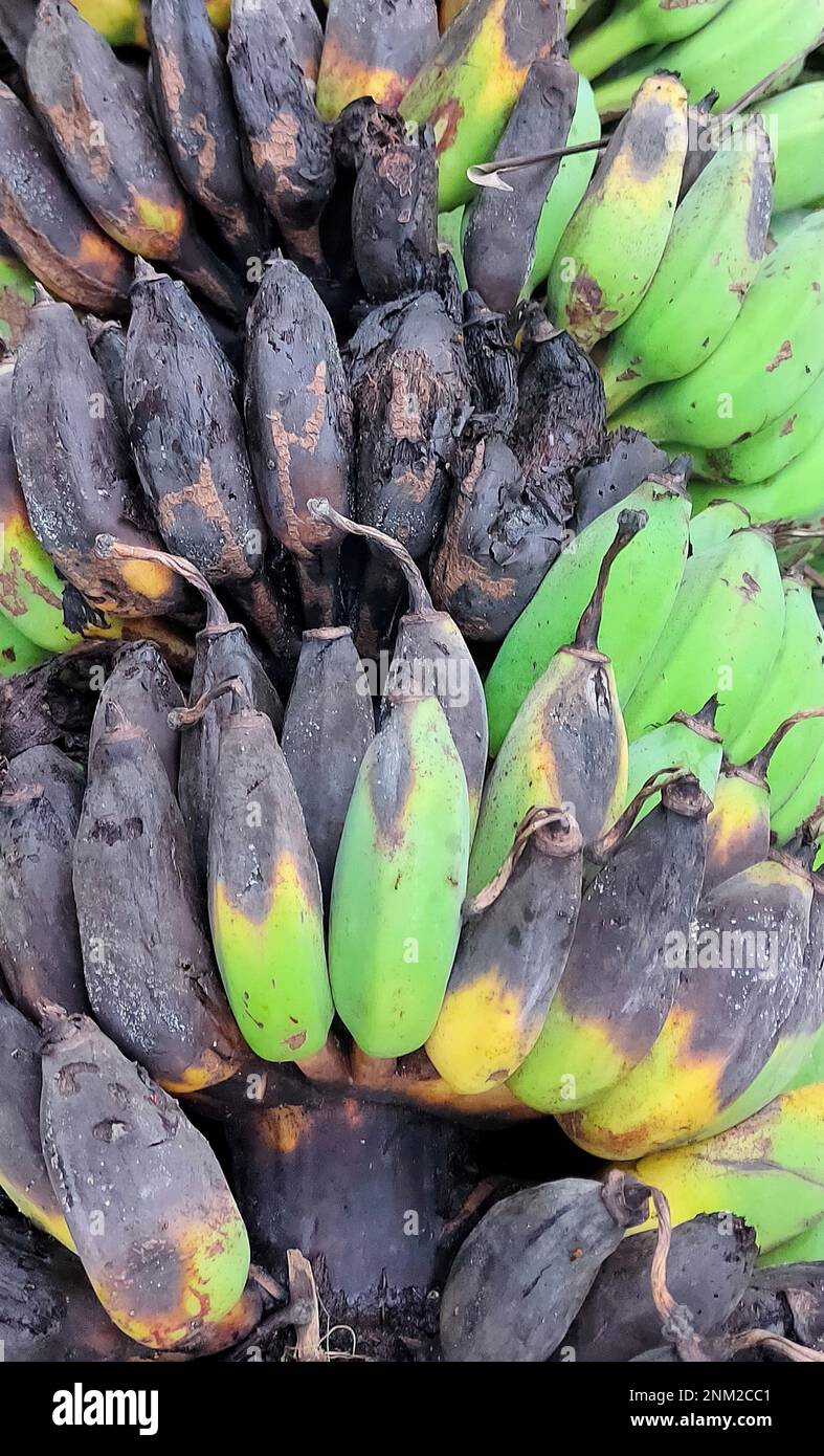Banana fruit that falls from the tree and rots naturally Stock Photo ...
