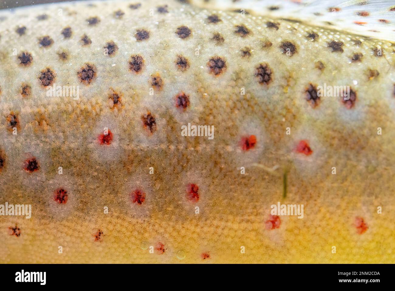 brown trout adult close up shots Stock Photo - Alamy