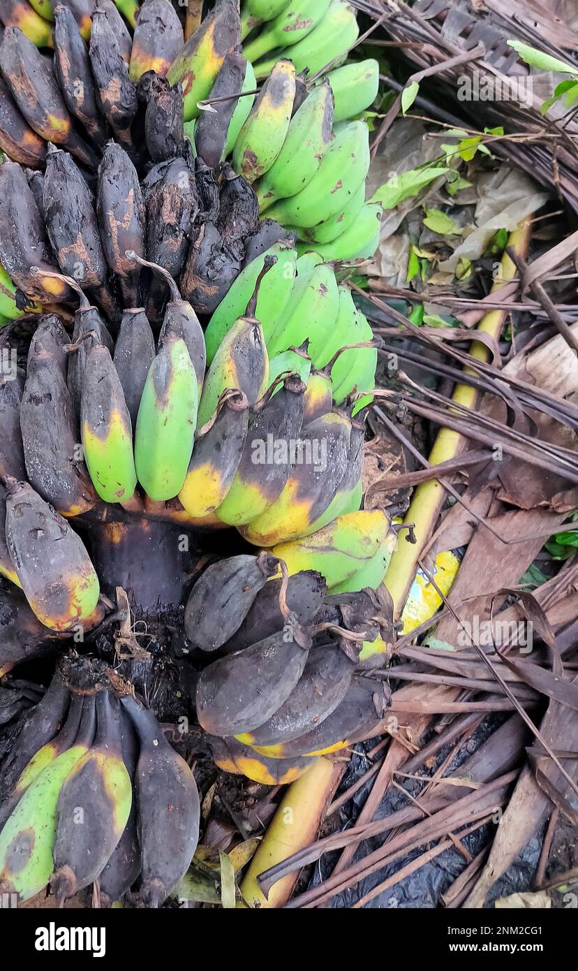 Banana fruit that falls from the tree and rots naturally Stock Photo ...