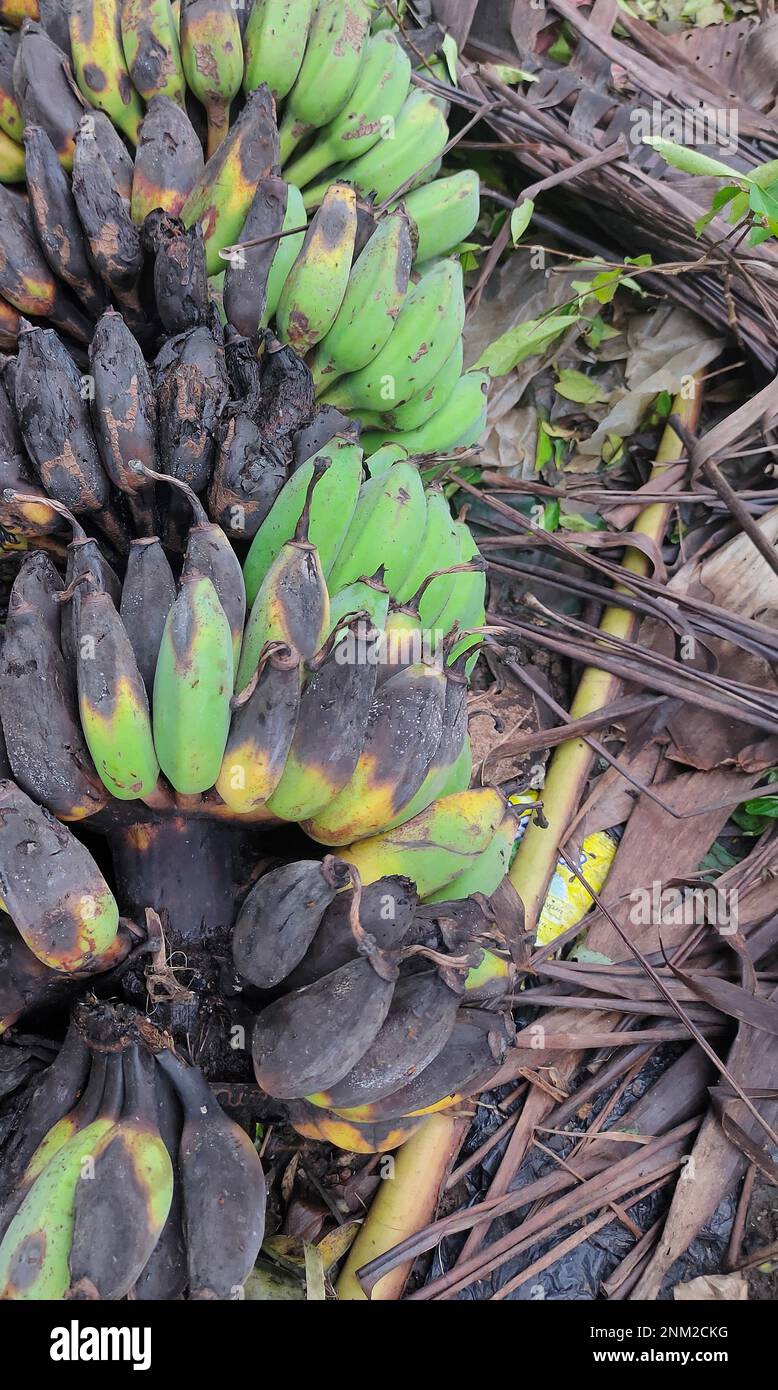 Banana fruit that falls from the tree and rots naturally Stock Photo ...