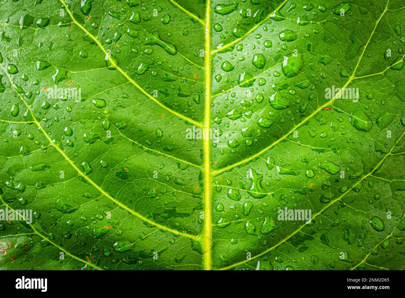 Amendoeira da praia hi-res stock photography and images - Alamy