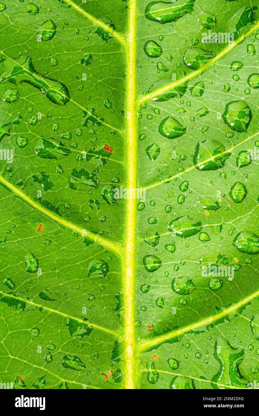 Close up of a tropical almond leaf (Terminalia catappa) with rain drops ...