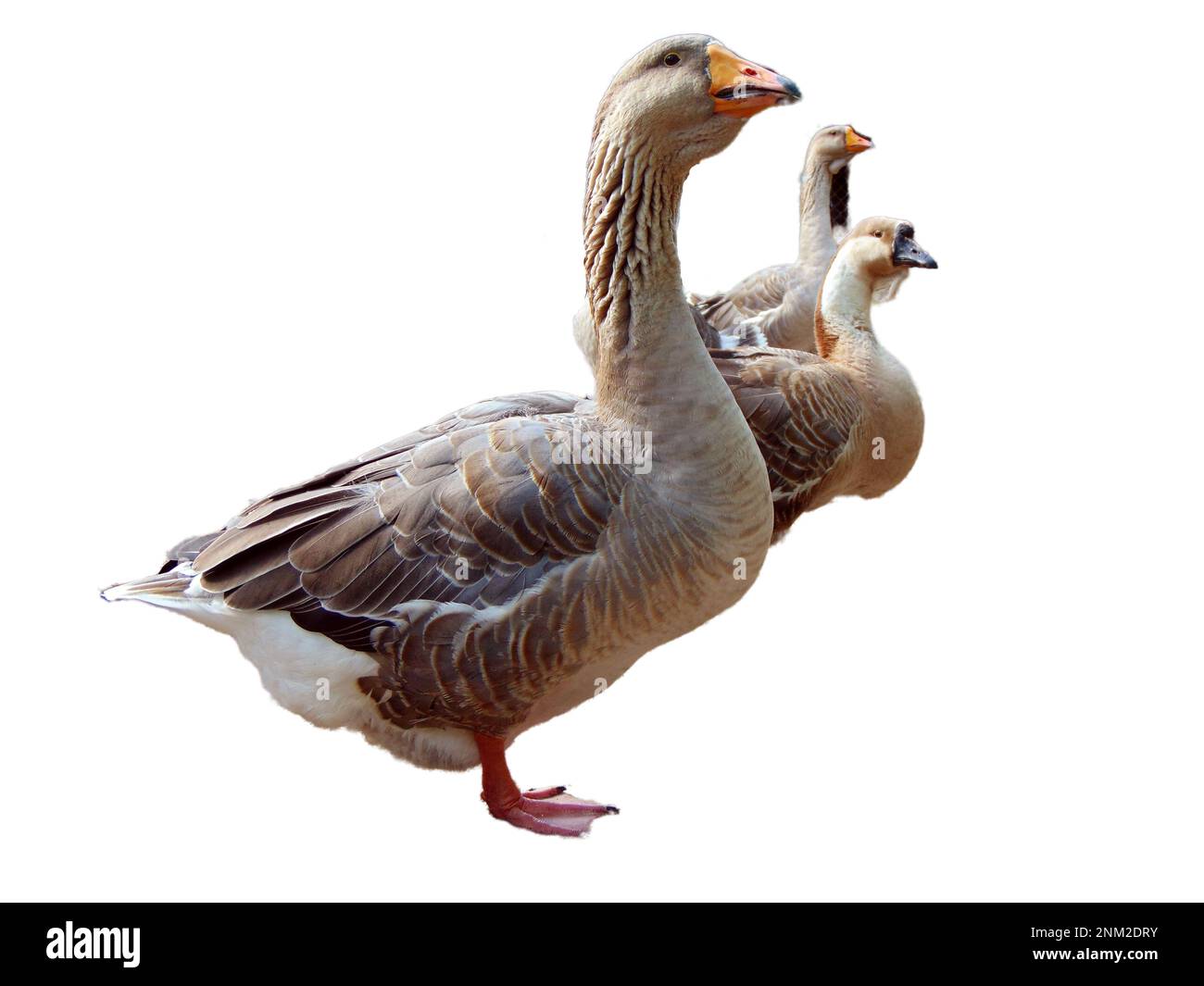 geese isolated on white background Stock Photo - Alamy