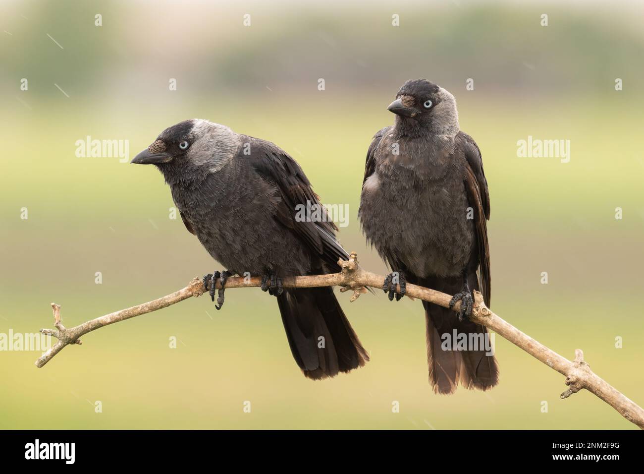 The western jackdaw (Coloeus monedula) (Eurasian jackdaw), European ...