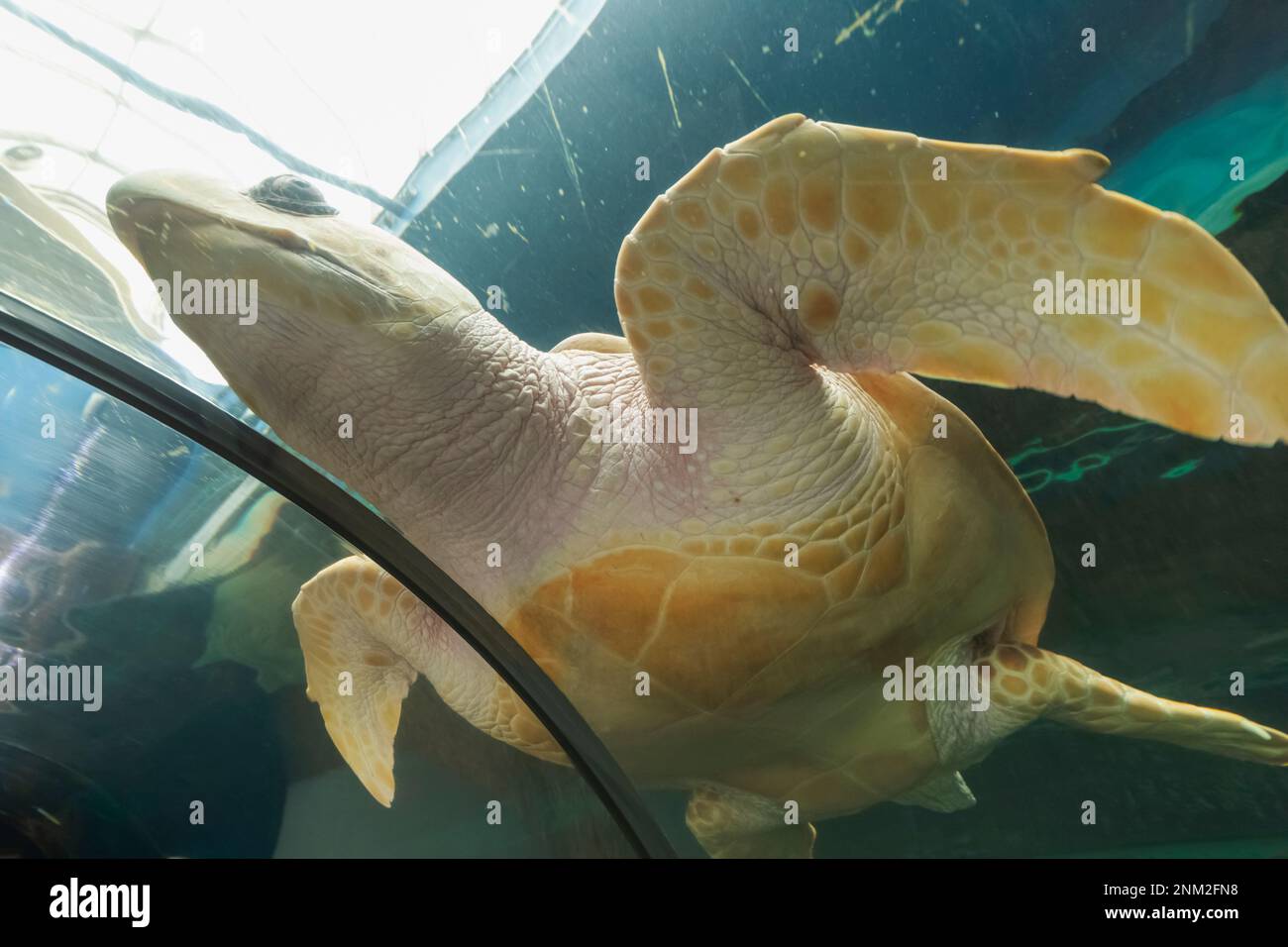 England, Dorset, Bournemouth, Bournemouth Oceanarium, Underwater Tunnel ...