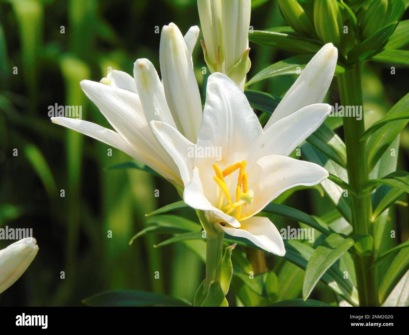 Formosan lily in the summer Stock Photo - Alamy