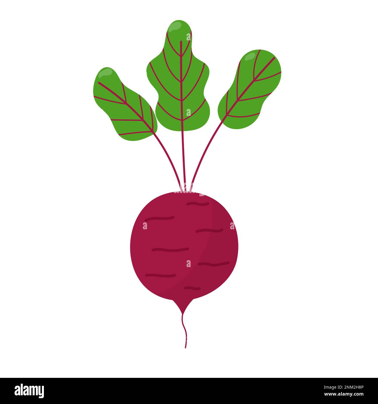 Beetroot isolated element in cartoon style on white. Whole beetroot ...