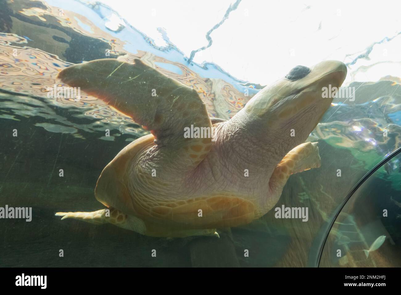 England, Dorset, Bournemouth, Bournemouth Oceanarium, Underwater Tunnel ...