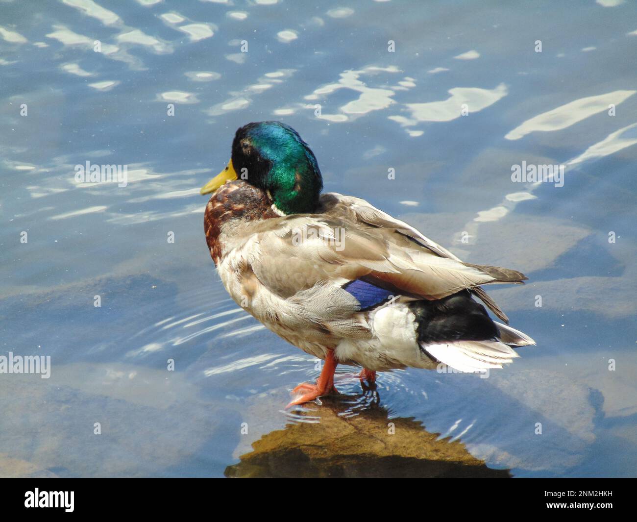 duck on the water in a sunny day - Maramures, Romania Stock Photo - Alamy