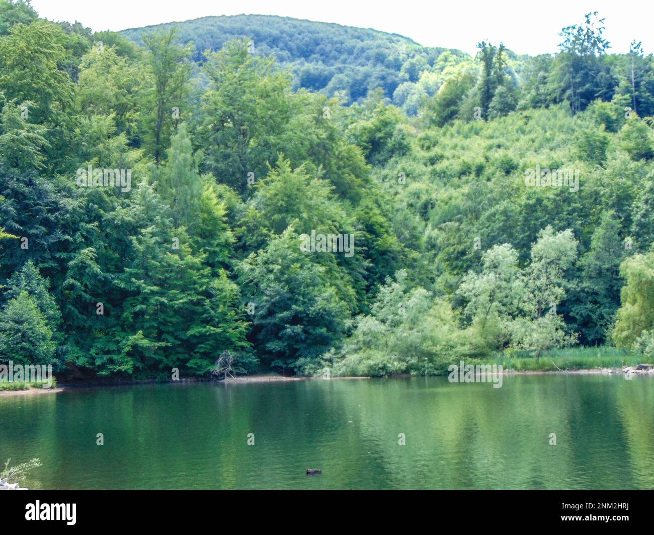 Bodi lake and trees in the summer - Maramures, Romania Stock Photo - Alamy