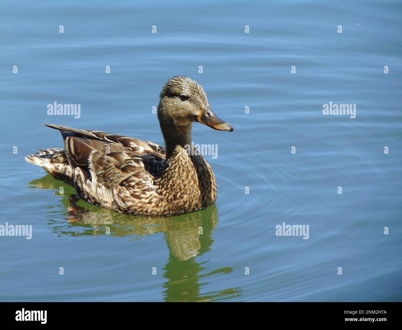 duck on the water in a sunny day - Maramures, Romania Stock Photo - Alamy