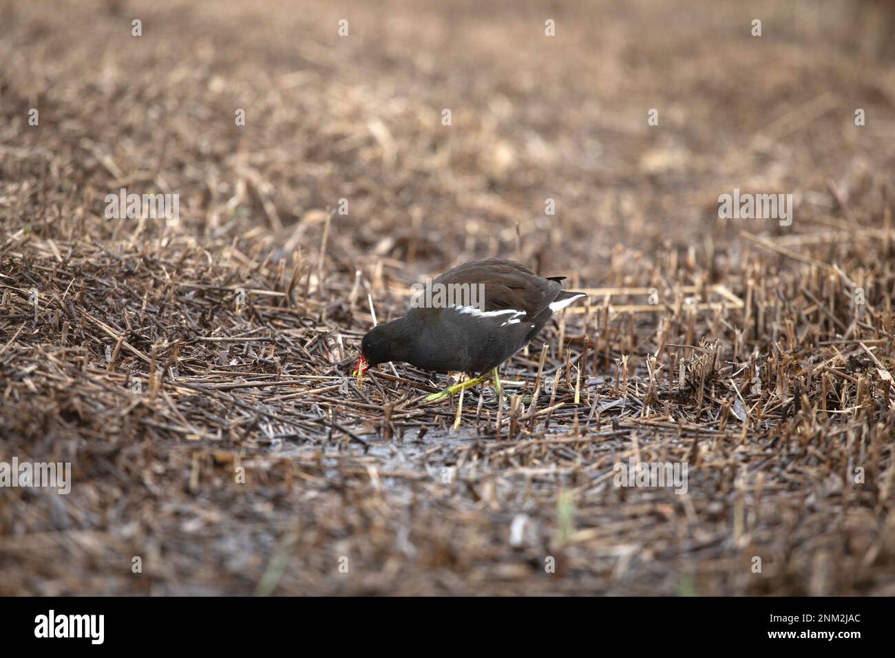 Wetland insects hi-res stock photography and images - Alamy