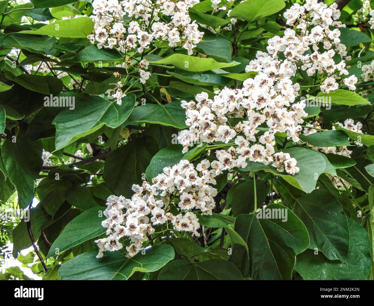 Southern catalpa tree in bloom - summer, natural Stock Photo - Alamy