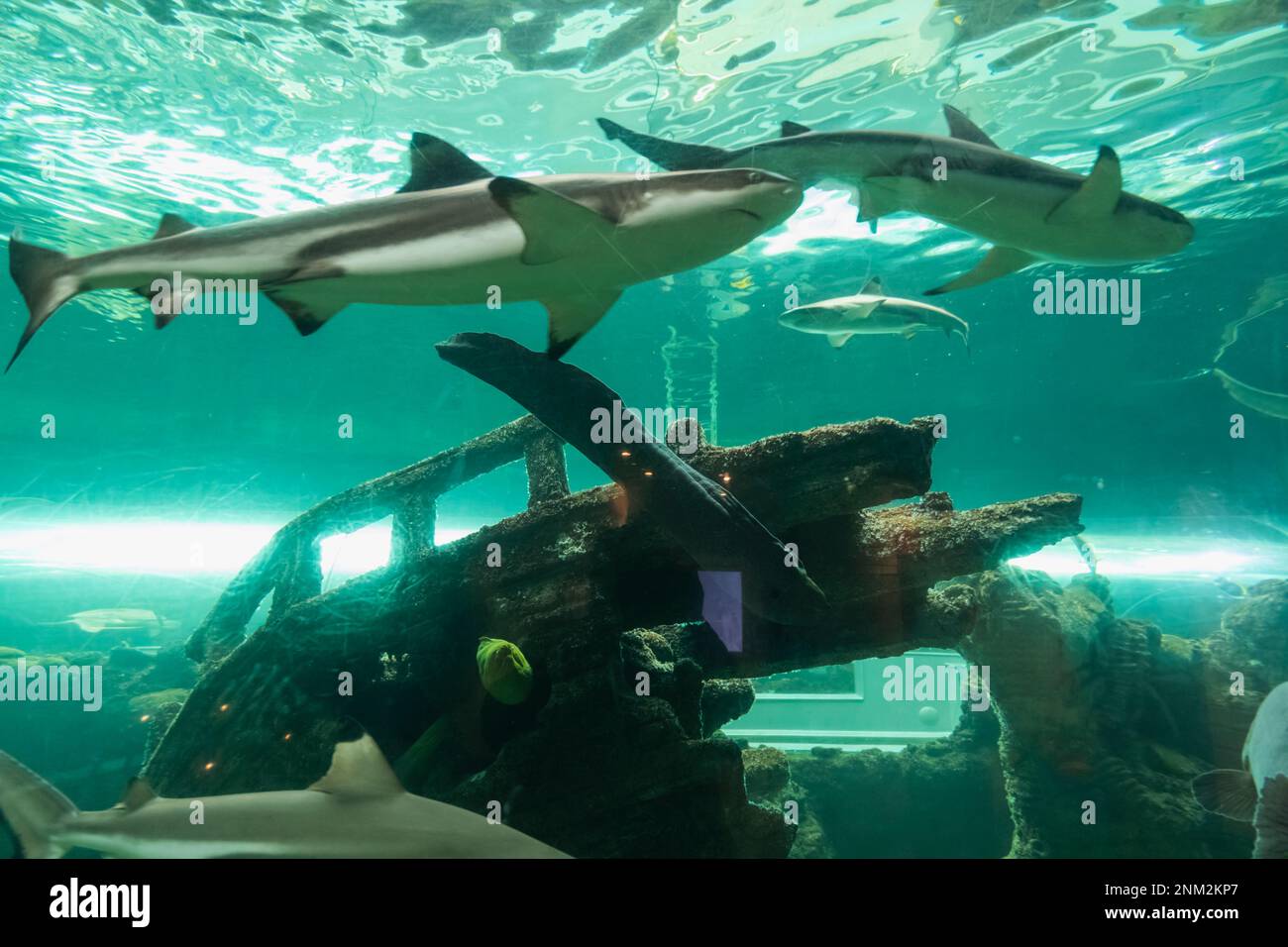 England, Dorset, Bournemouth, Bournemouth Oceanarium, Underwater Tunnel ...
