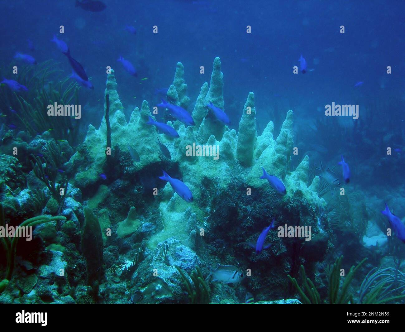 Parrae hi-res stock photography and images - Alamy