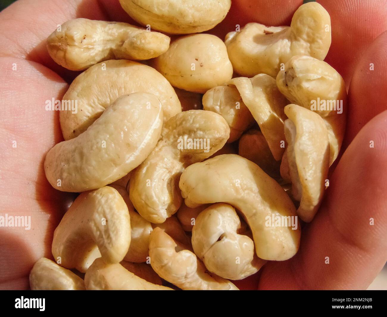 raw cashews in the palm - food Stock Photo - Alamy