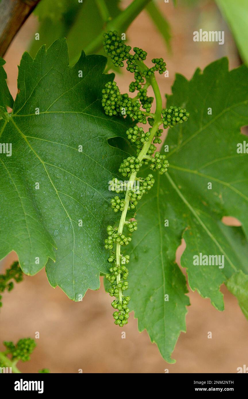 Formation of the bunch of grapes in May in an Italian vineyard ...