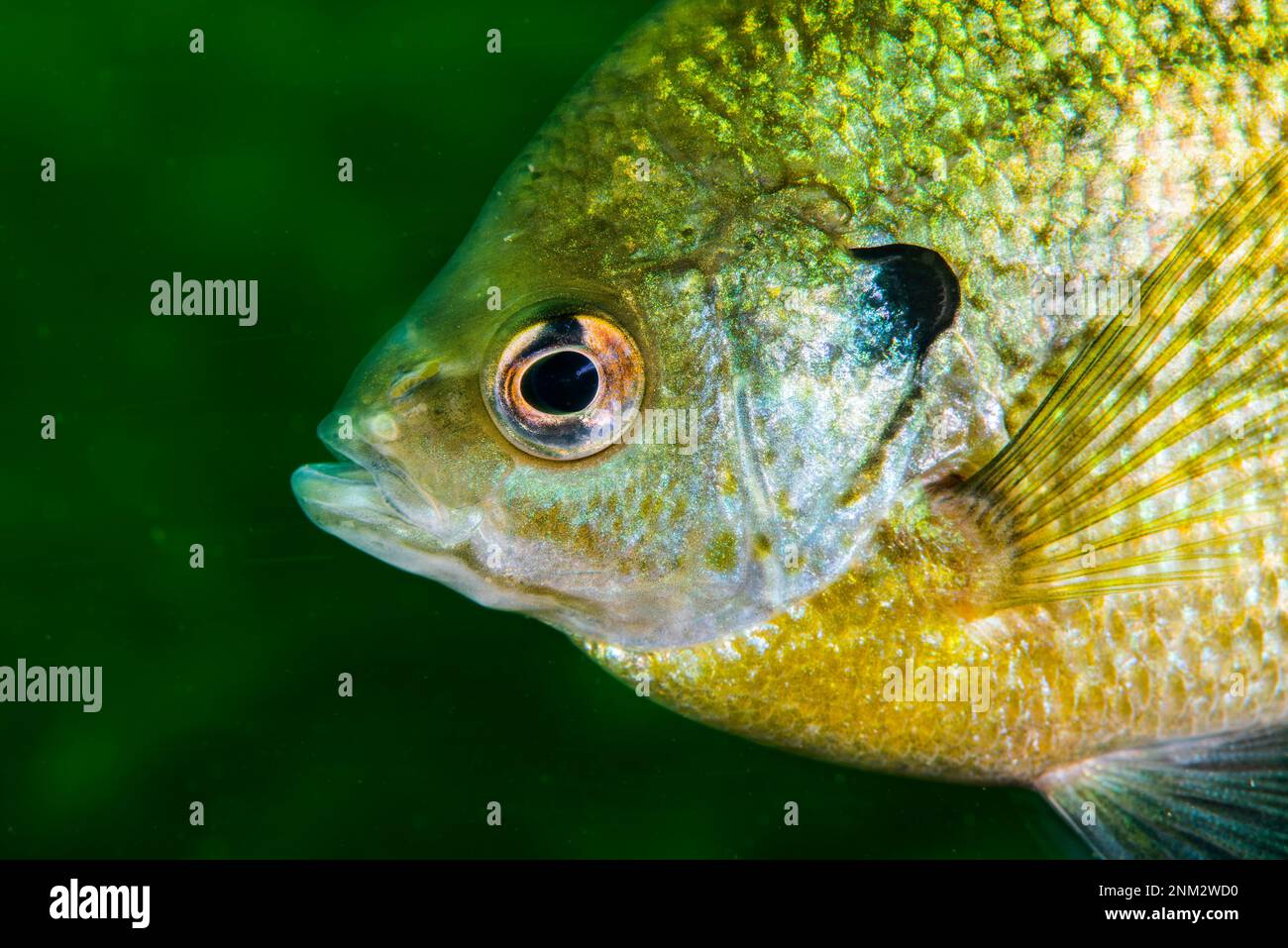 Bluegill fish hi-res stock photography and images - Alamy