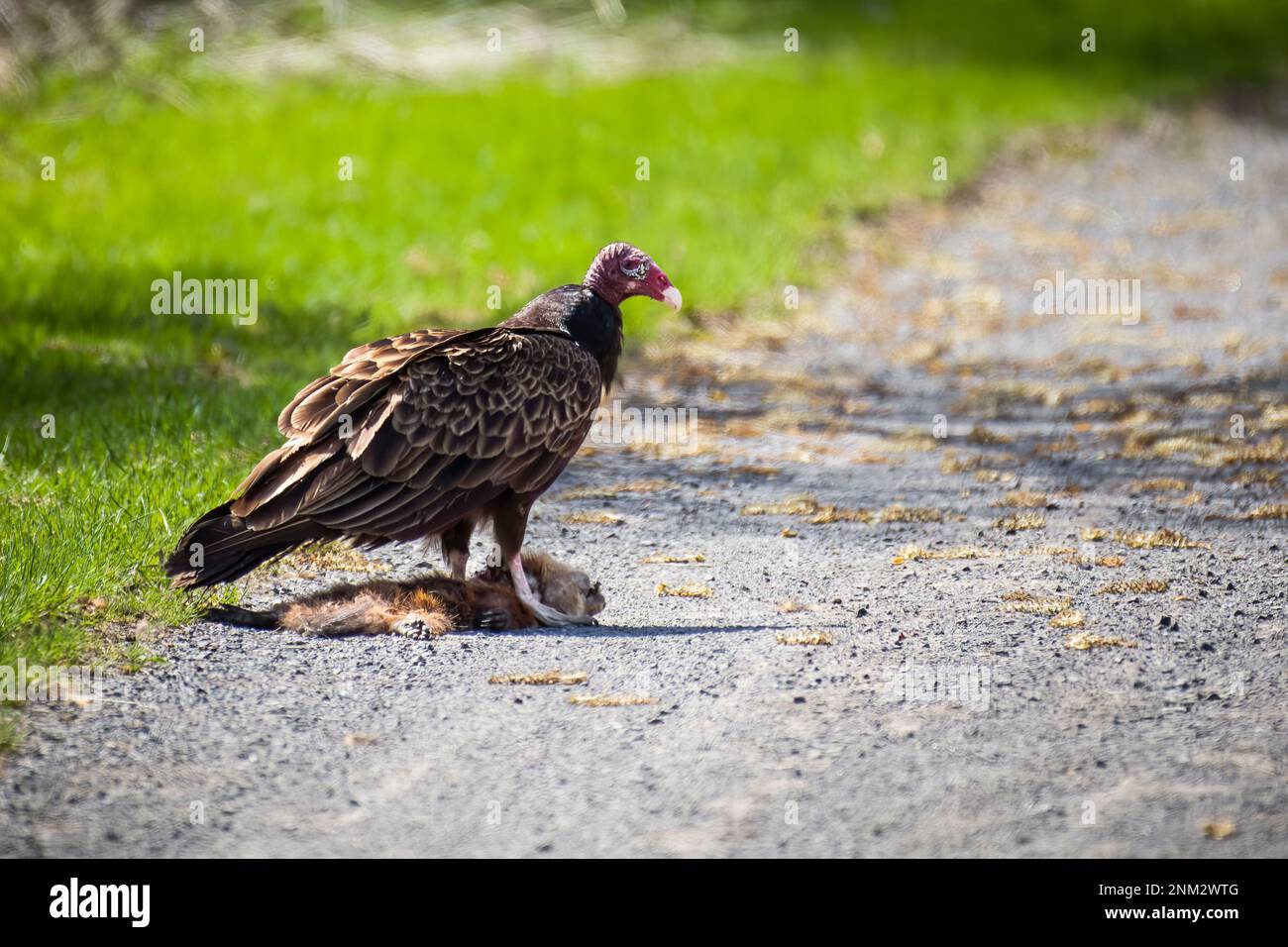 Carcass bird hi-res stock photography and images - Alamy