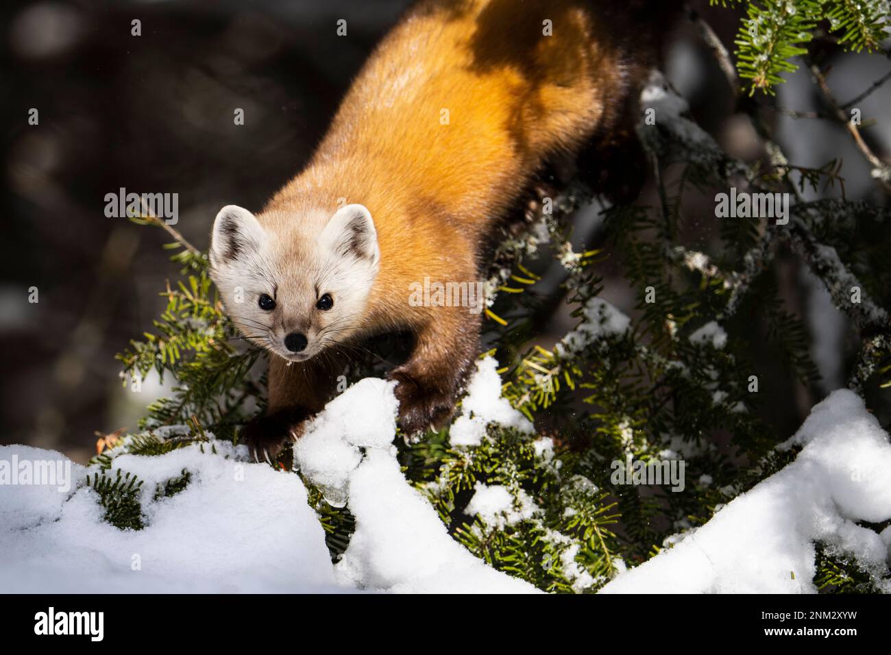 American marten foraging for food during winter in a national park ...