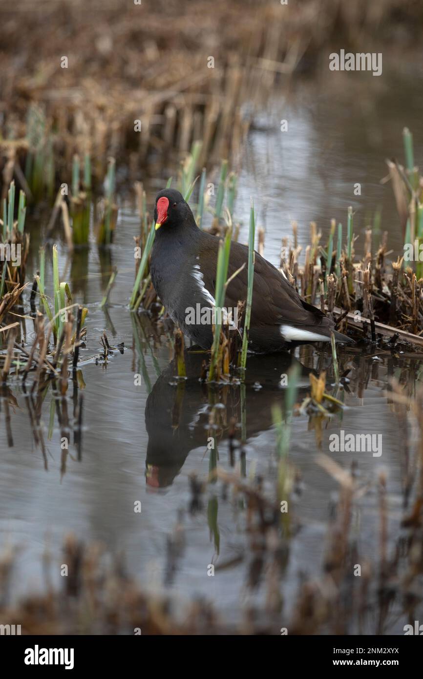 Wetland insects hi-res stock photography and images - Alamy