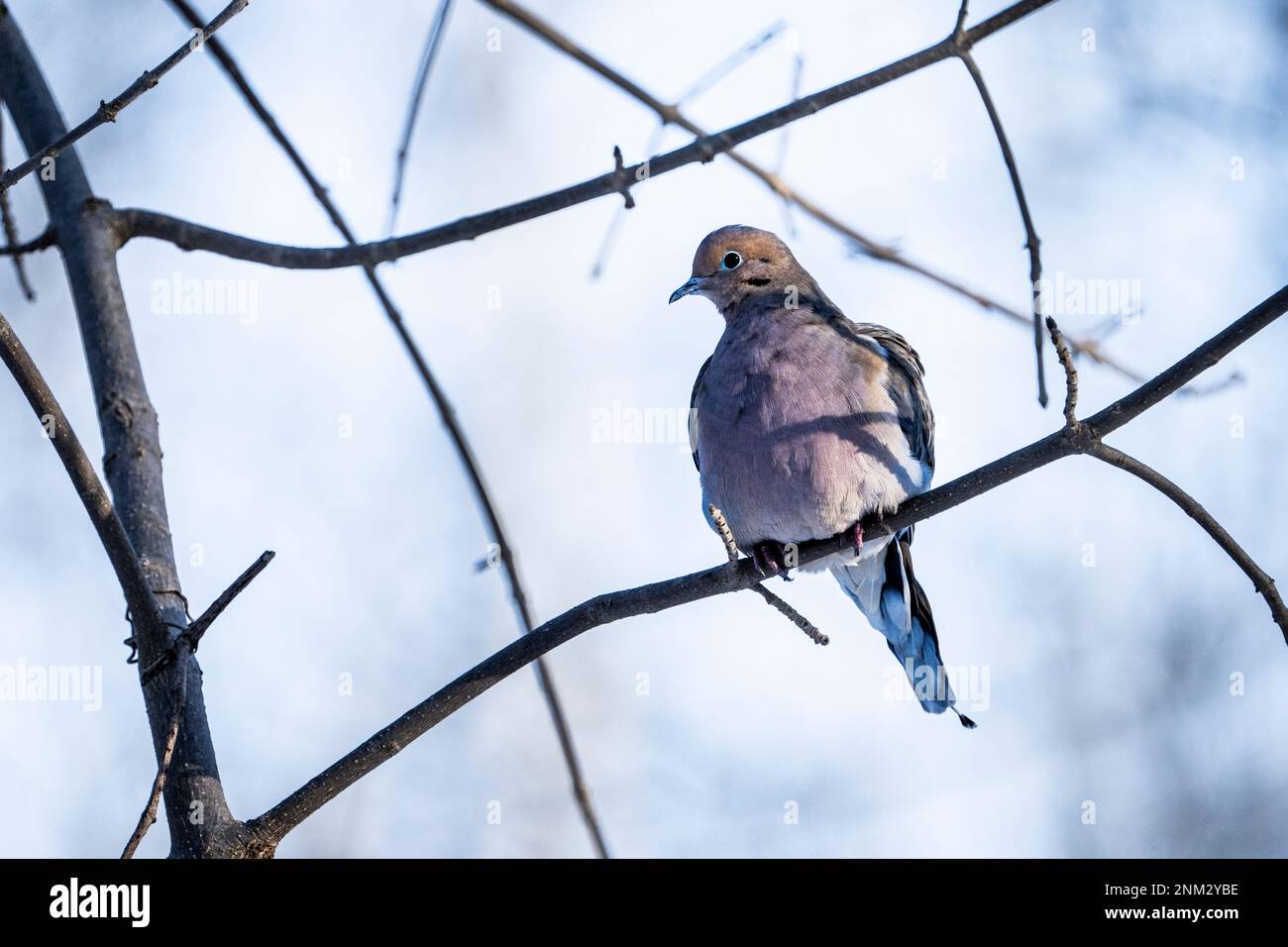 Perched Mourning Dove in a beautiful afternoon light Stock Photo - Alamy