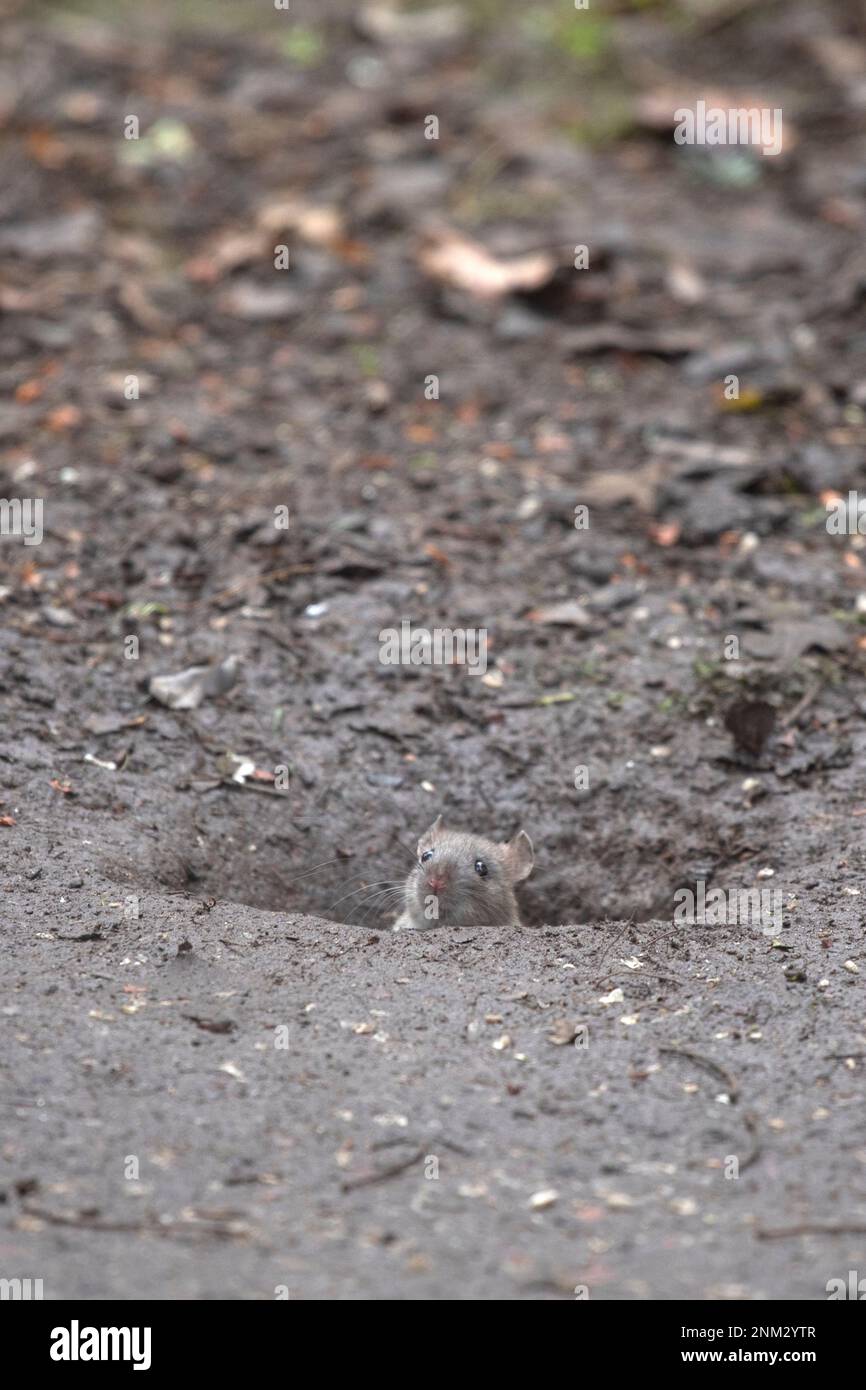 Young rat hi-res stock photography and images - Alamy
