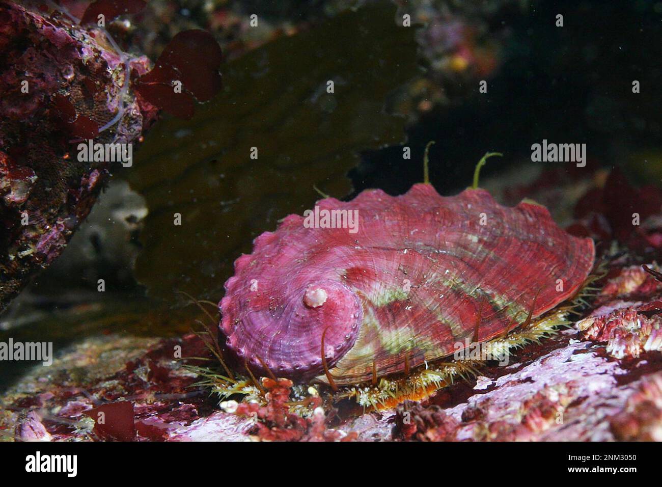 Pinto abalone hi-res stock photography and images - Alamy