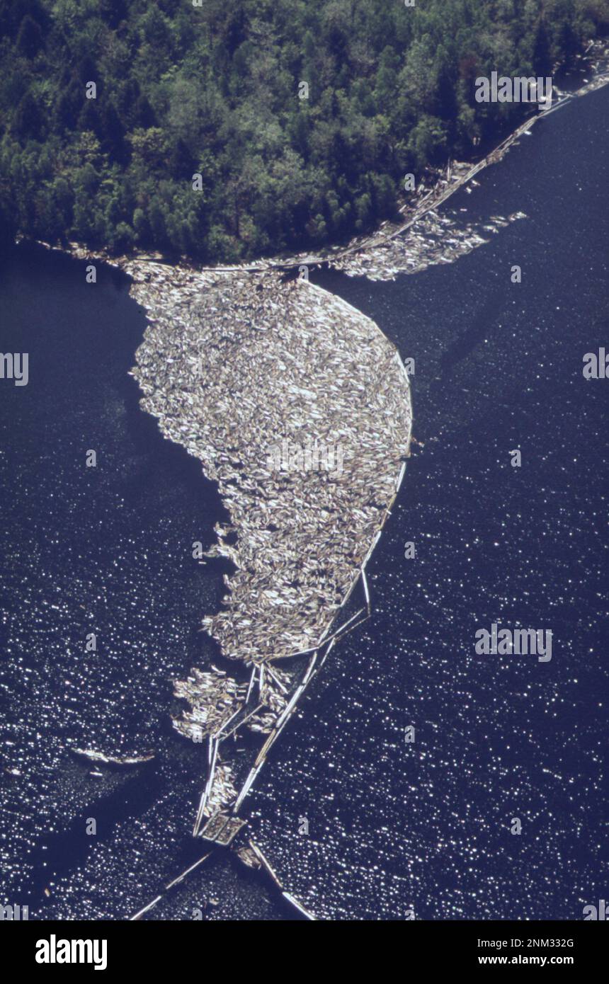 1970s United States: Georgia Pacific paper company pulp log boom in the ...