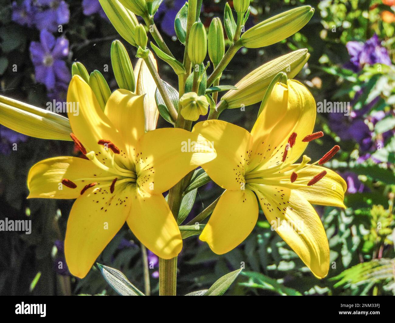 Lemon lilies hi-res stock photography and images - Alamy