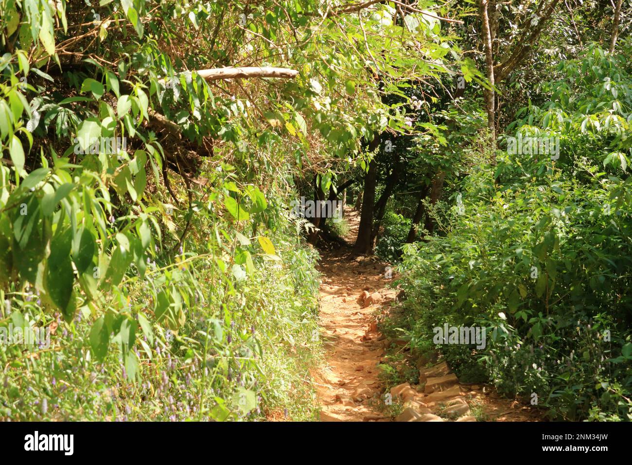 the Natural woodland at the southern tip of the mighty western ghats ...