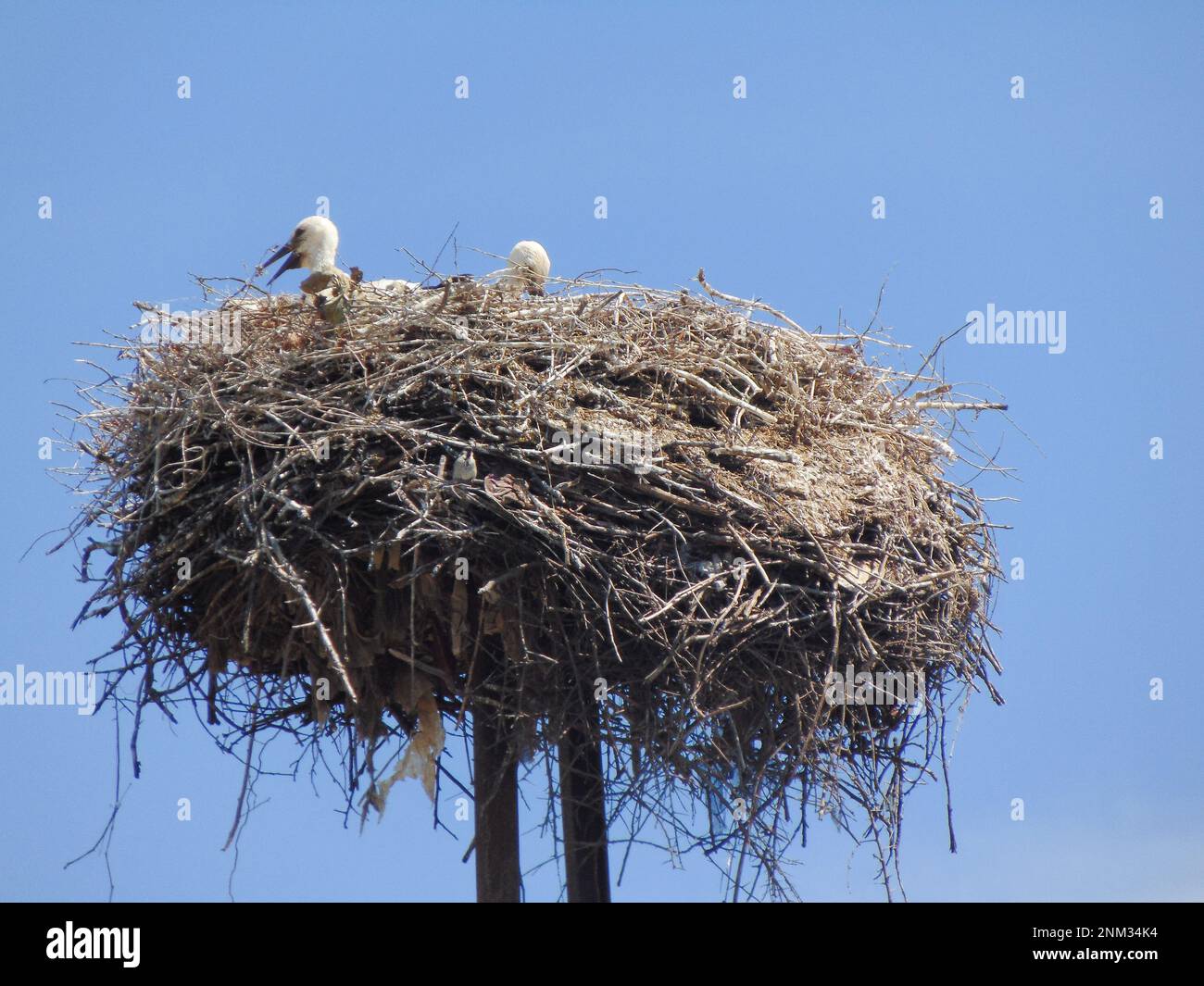 storks in a nest in the summer - in Maramures county, Romania Stock ...